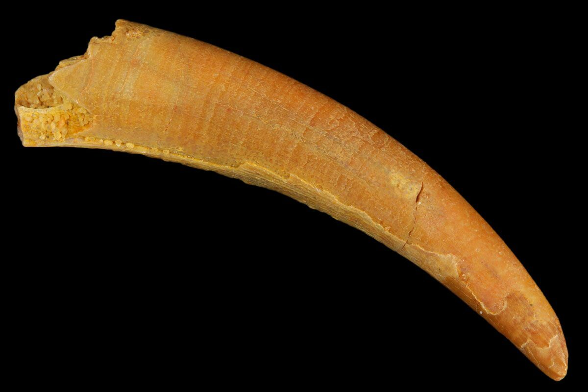 1.3" Fossil Pterosaur (Siroccopteryx) Tooth - Morocco (#183676) For ...