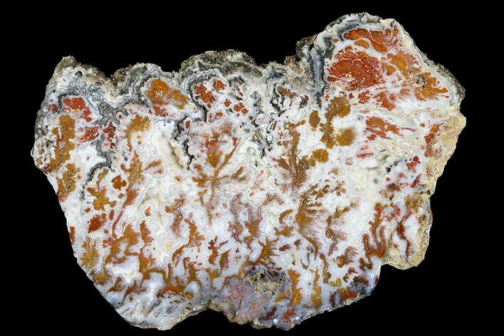 4.5" Wingate Pass Plume Agate Slab - California (#184795) For Sale ...