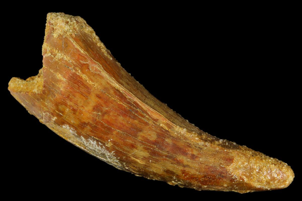 1.97" Cretaceous Fossil Crocodile Tooth - Morocco (#185381) For Sale ...