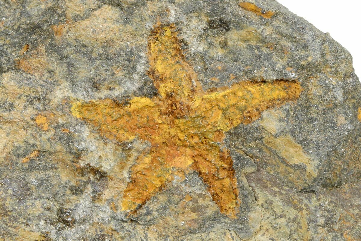 Three Ordovician Starfish (Petraster?) Fossils - Morocco (#187175) For ...