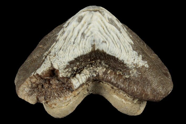 .9" Fossil Crusher Shark (Ptychodus) Tooth - Kansas (#187423) For Sale ...