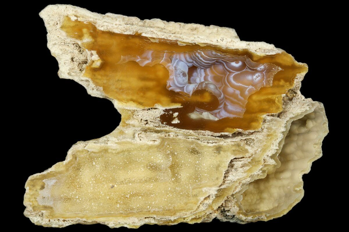 3.1" Agatized Fossil Coral Geode - Florida (#187973) For Sale ...