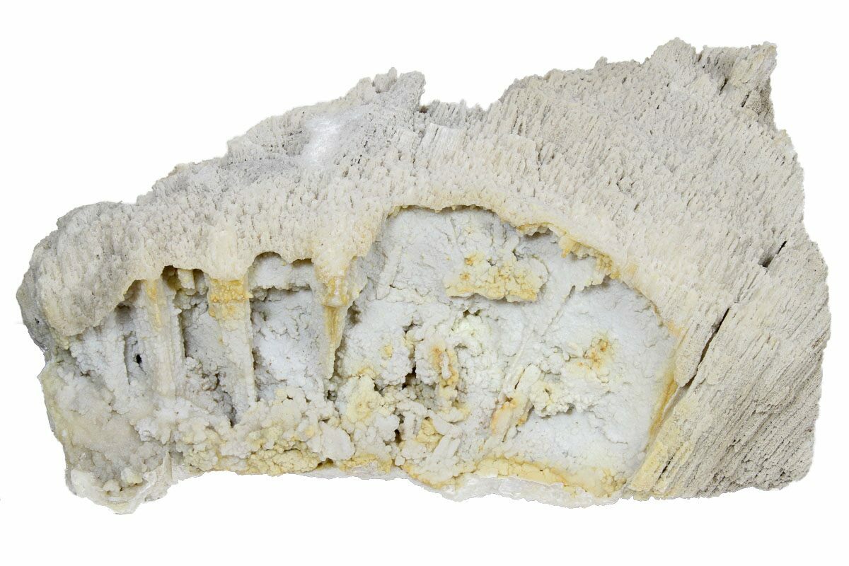 11.4" Agatized Fossil Coral Geode - Florida (#188202) For Sale ...