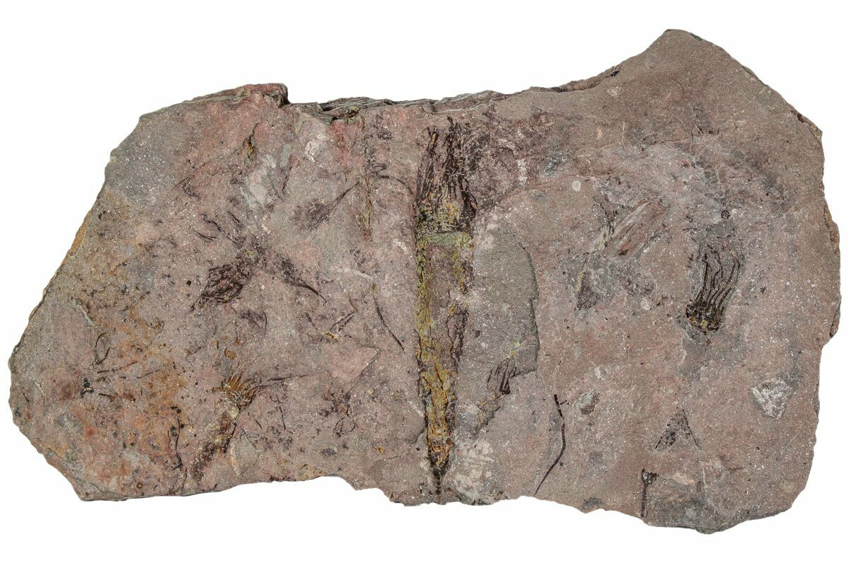 12.4" Eocrinoid (Ascocystites) Mortality Plate - Ordovician (#188605 ...