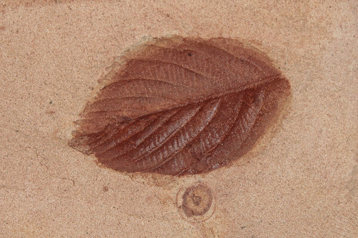 1.2" Red Fossil Leaf (Planera) - Montana (#188991) For Sale - FossilEra.com