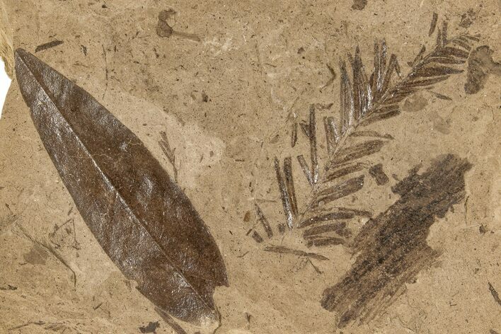 Miocene Fossil Oak Leaf and Cypress Frond Plate - Idaho (#189565) For ...