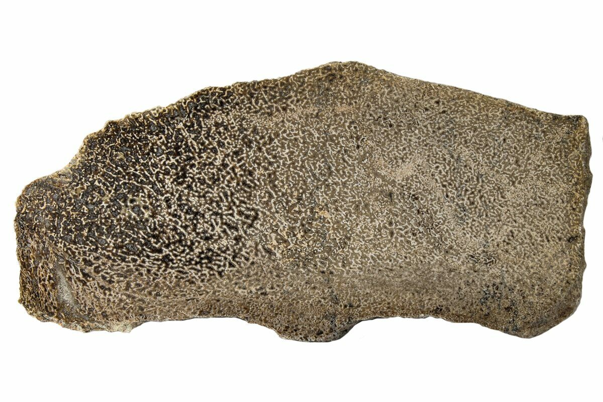 5" Polished Dinosaur Bone (Gembone) Slab - Morocco (#189776) For Sale ...