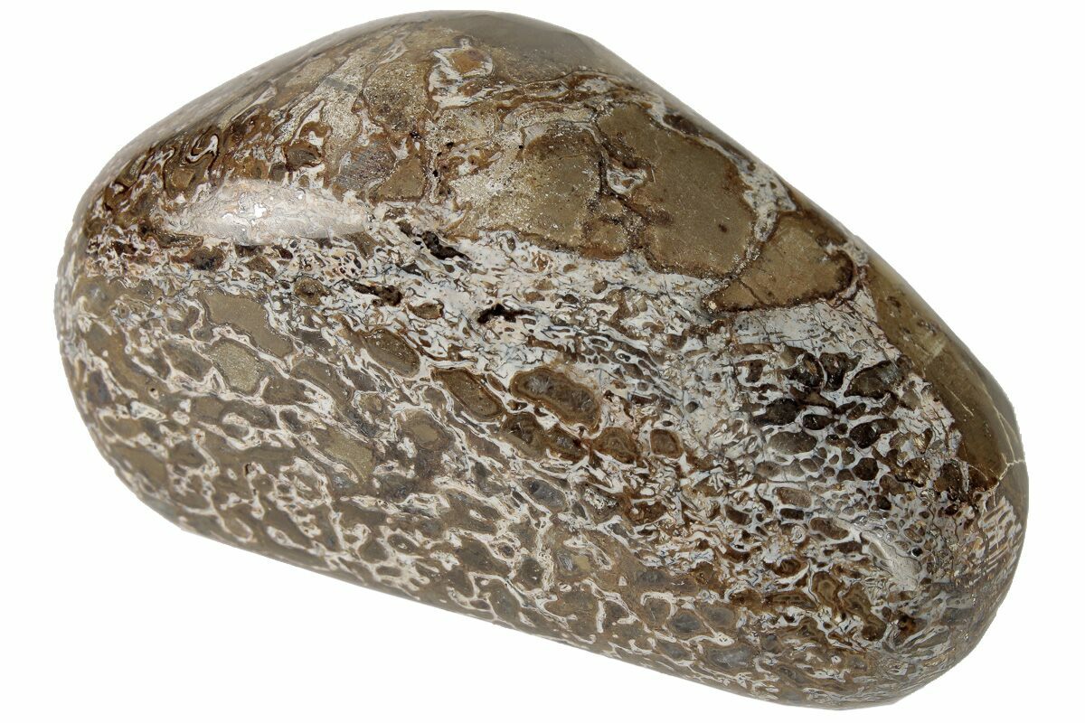 2.2" Polished Dinosaur Bone (Gembone) - Morocco (#190025) For Sale ...