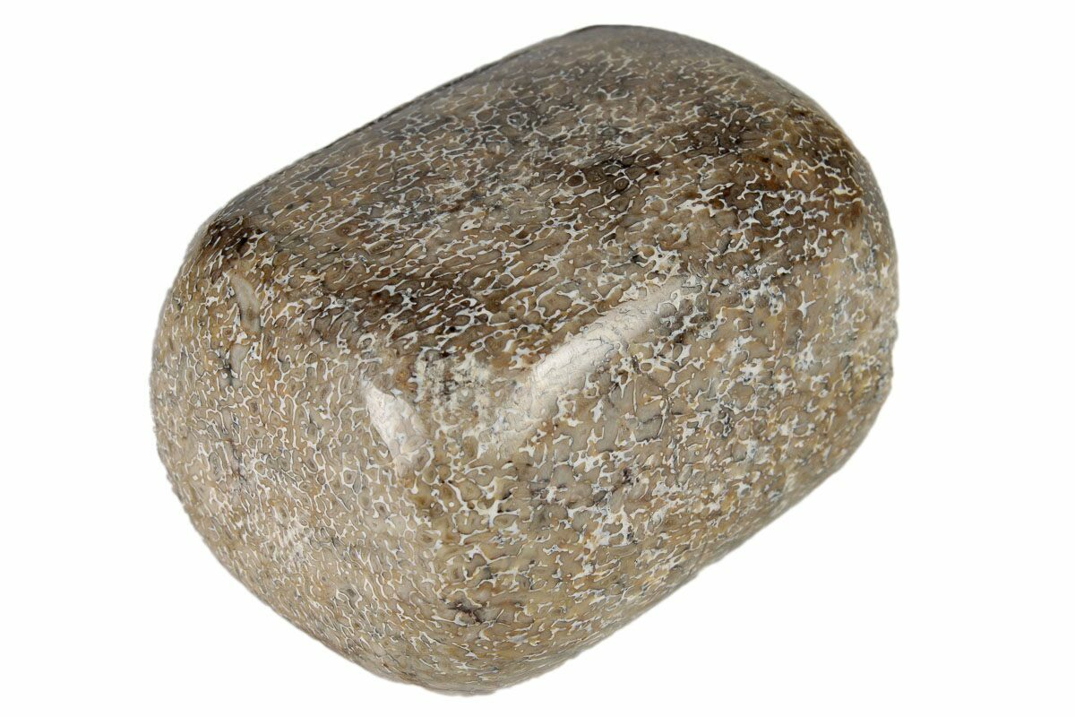 1.65" Polished Dinosaur Bone (Gembone) - Morocco (#190044) For Sale ...