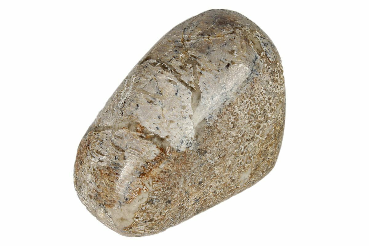 1.35" Polished Dinosaur Bone (Gembone) - Morocco (#190049) For Sale ...