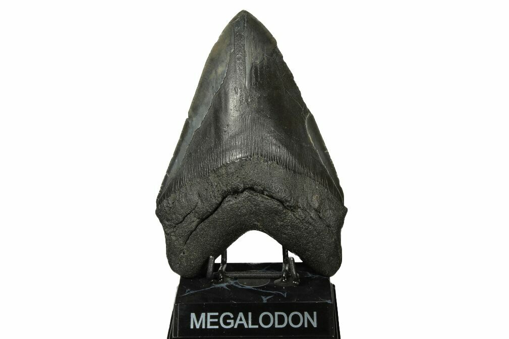 Bargain, 6.56" Fossil Megalodon Tooth - MASSIVE Meg Tooth! (#190206 ...