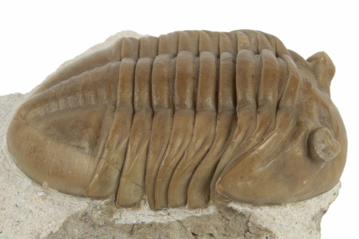 1.45" Asaphus Lepidurus Trilobite - Russia (#191019) For Sale ...