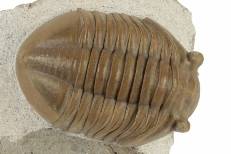 1.45" Asaphus Lepidurus Trilobite - Russia (#191019) For Sale ...