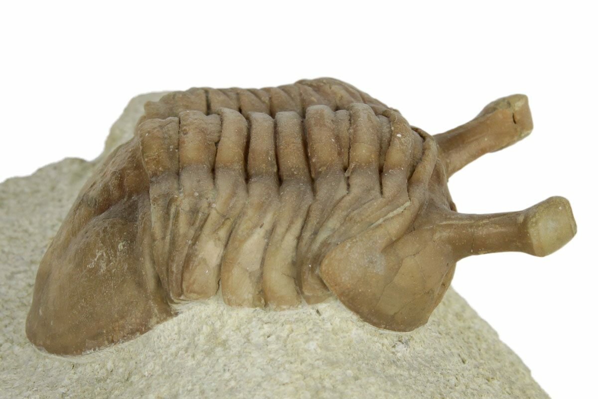 1.3" Stalk-Eyed Asaphus Kowalewskii Trilobite - Russia (#191299) For ...
