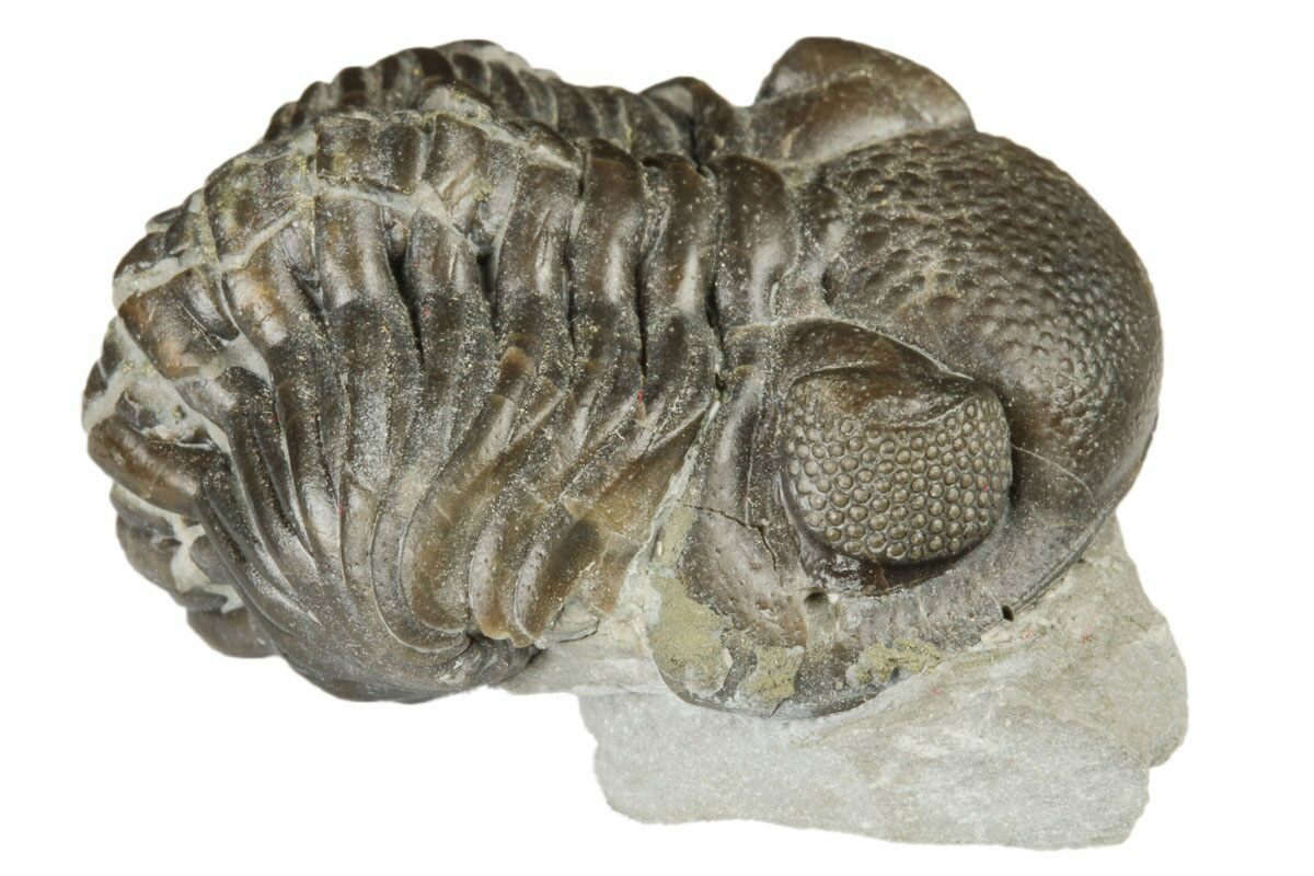 1.1" Wide, Enrolled Eldredgeops Trilobite Fossil - Ohio (#191129) For ...
