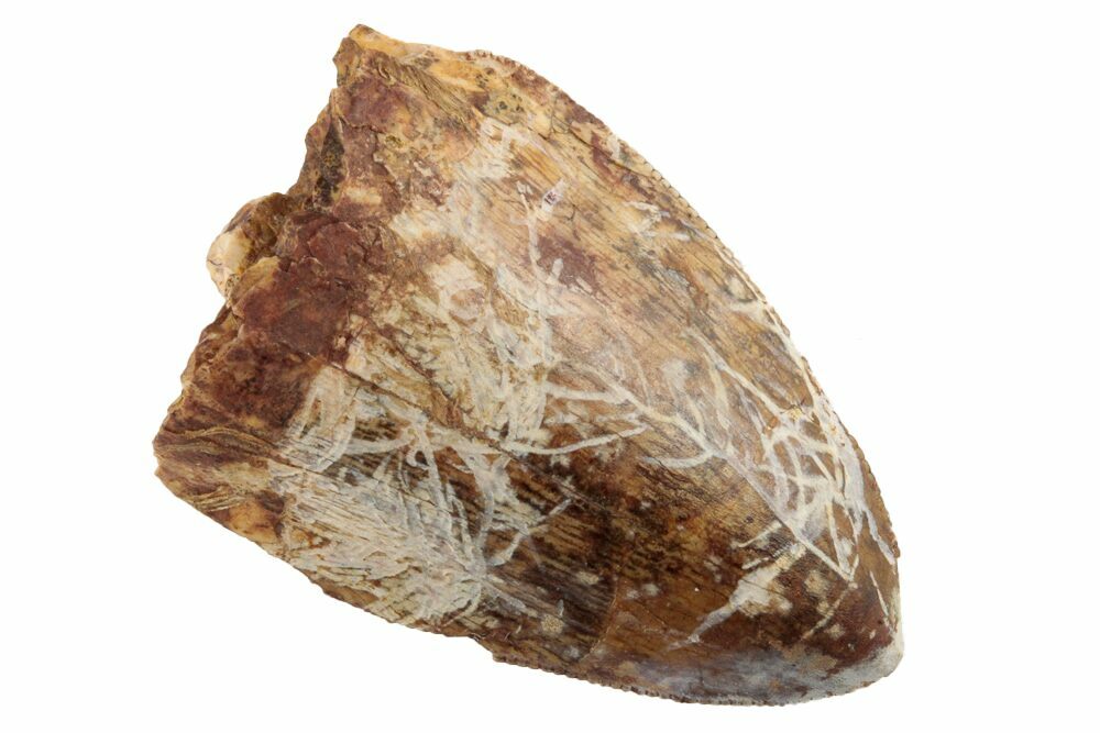 Serrated, 1.1" Fossil Phytosaur (Redondasaurus) Tooth - New Mexico ...