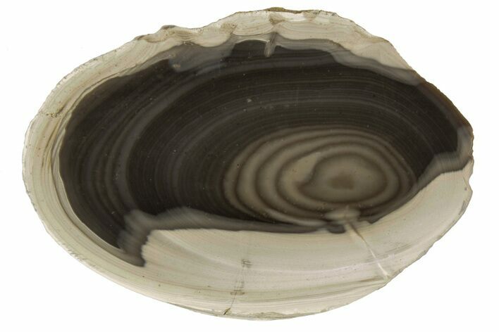 7" Polished, Striped Flint Slab - Poland (#193138) For Sale - FossilEra.com