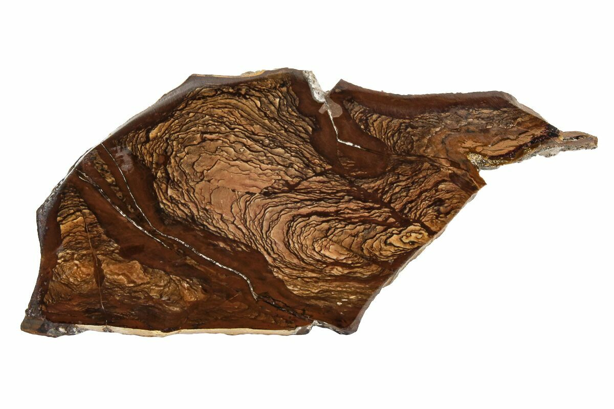 5.7" Polished Biggs Jasper Slab - Oregon (#193153) For Sale - FossilEra.com