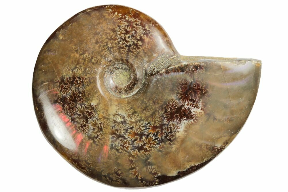 2.4" Red Flash Ammonite Fossil - Madagascar (#187321) For Sale ...