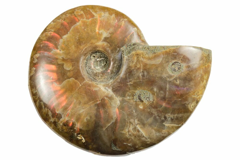 2.3" Red Flash Ammonite Fossil - Madagascar (#187323) For Sale ...