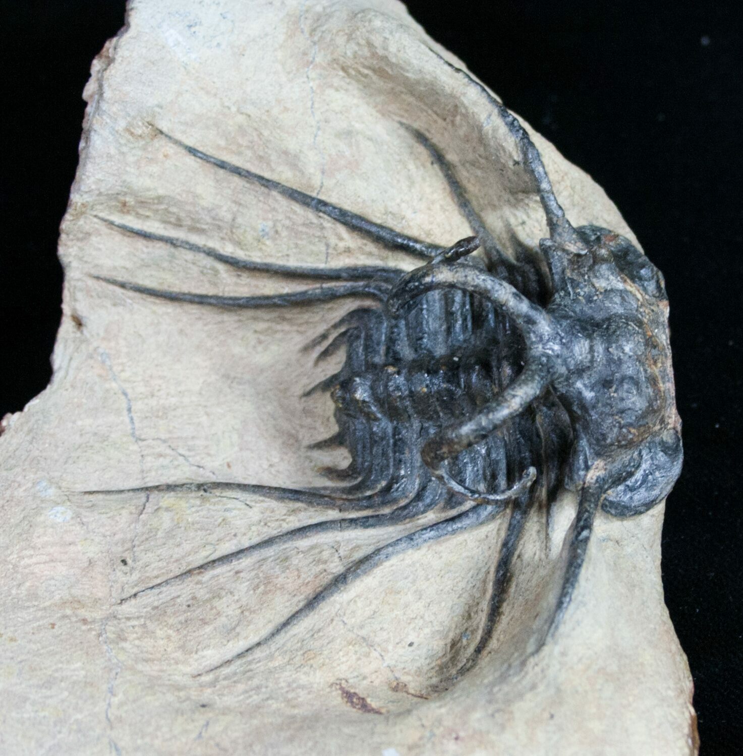 Dicranurus Monstrosus Trilobite - Atchana, Morocco For Sale (#12248 ...