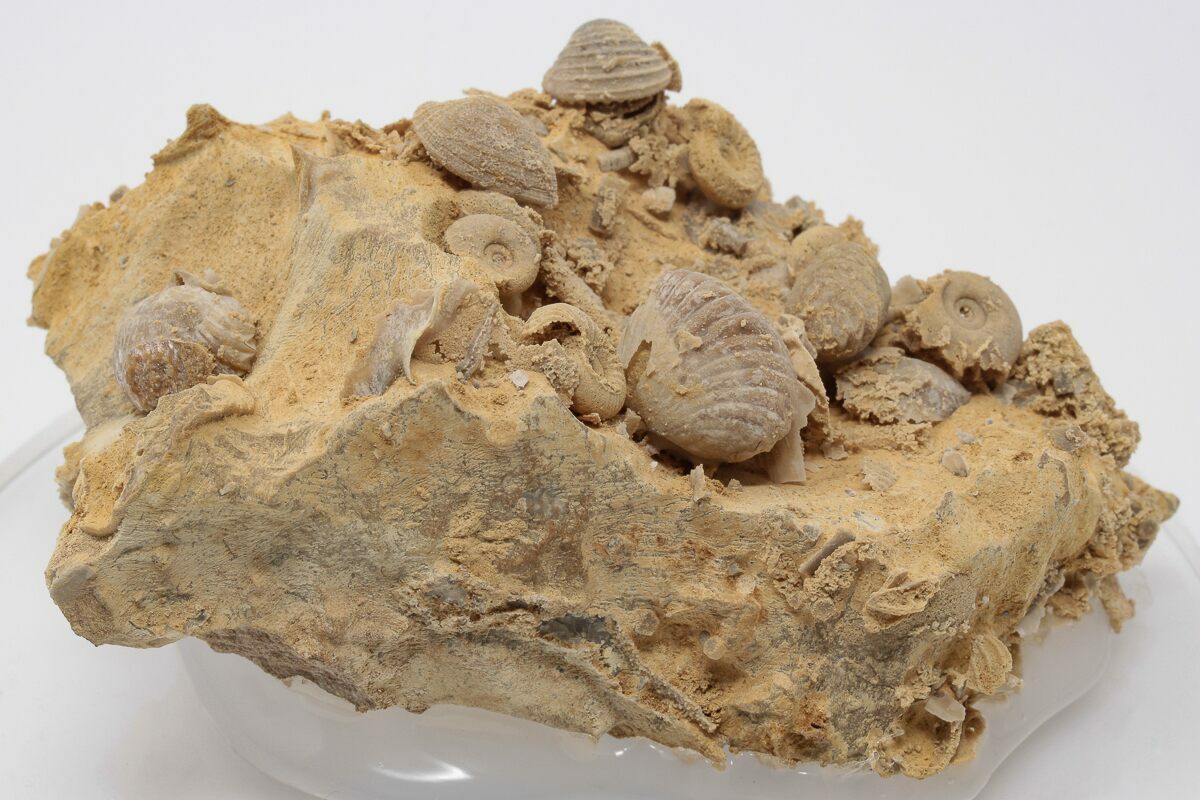 3.3" Miniature Fossil Cluster (Ammonites, Brachiopods) - France ...