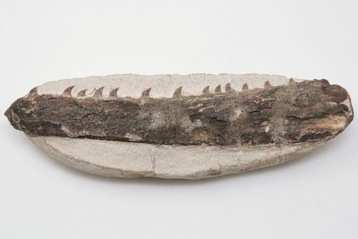 5.7" Fossil Mosasaur (Tethysaurus) Jaw Section - Asfla, Morocco ...