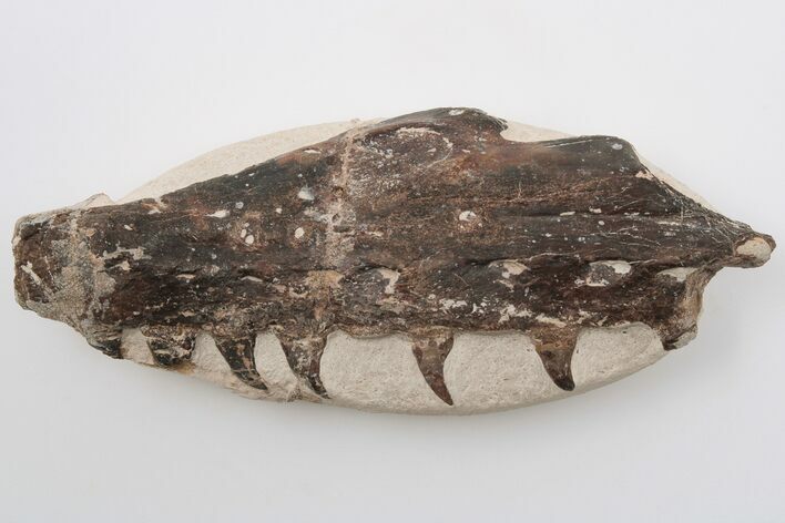 4.45" Fossil Mosasaur (Tethysaurus) Jaw Section - Asfla, Morocco ...