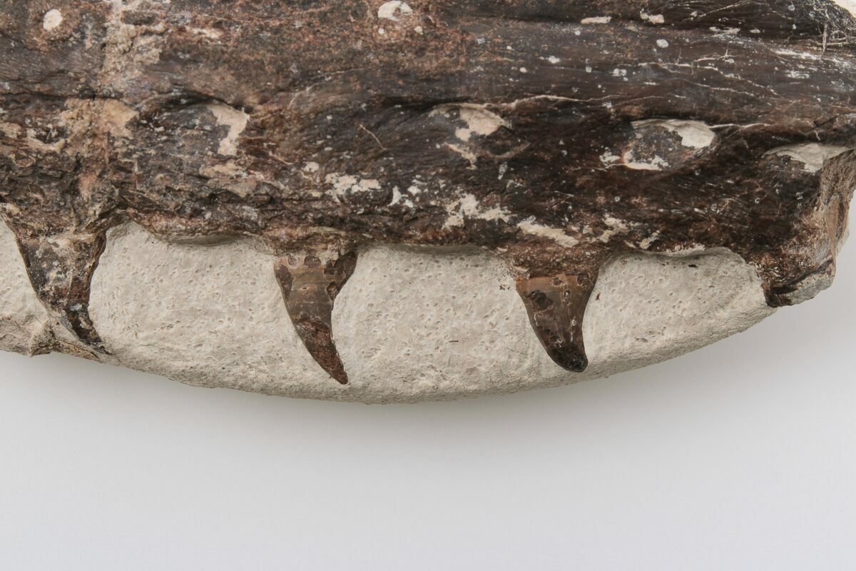 4.45" Fossil Mosasaur (Tethysaurus) Jaw Section - Asfla, Morocco ...