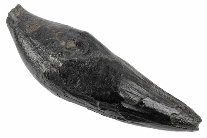 Huge, 6.3" Fossil Sperm Whale (Scaldicetus) Tooth - South Carolina ...