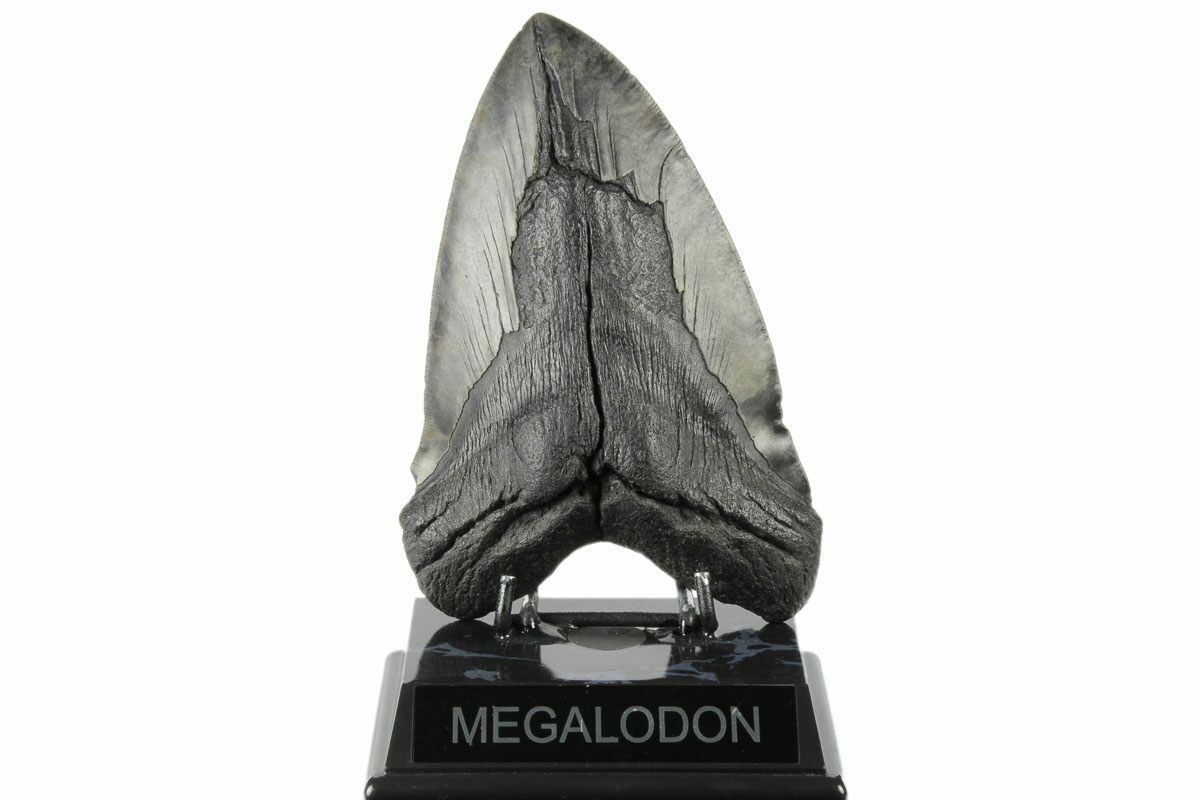 Bargain, 6.33" Fossil Megalodon Tooth - Massive Meg Tooth! (#197040 ...