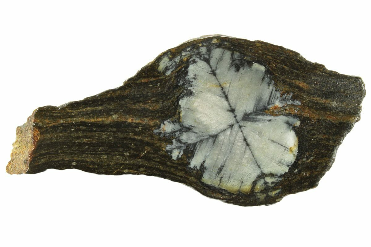 1.2" Polished Chiastolite Andalusite - Spain (#195333) For Sale ...