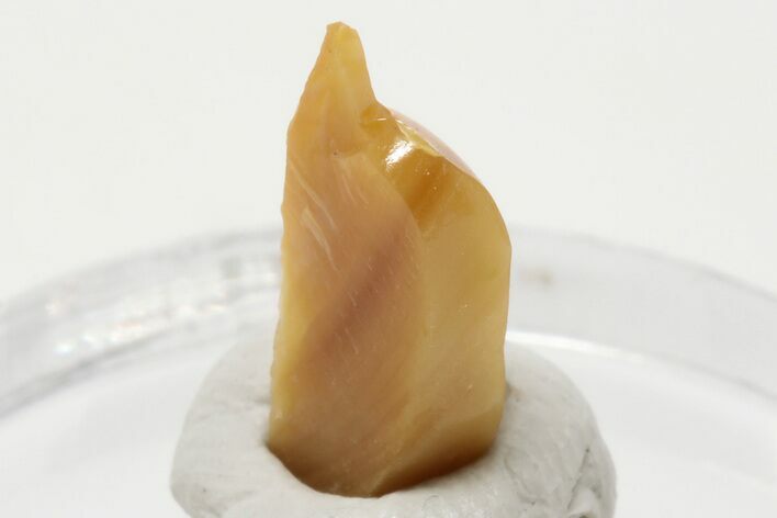 .45" Kansas Amber (Jelinite) Specimen - George Jelinek Collection ...