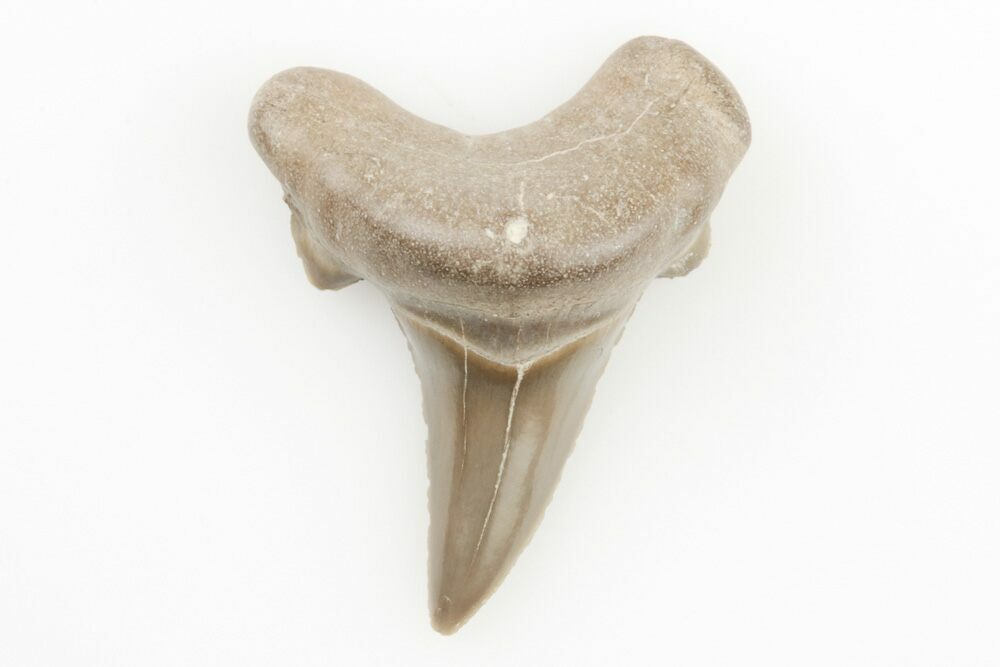 1.15" Fossil Mackerel Shark (Cardabiodon) Tooth - Kansas (#197365) For ...