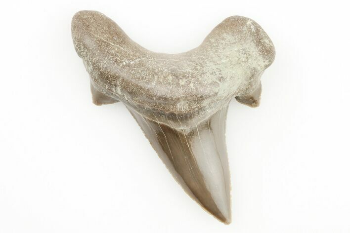 1.5" Fossil Mackerel Shark (Cardabiodon) Tooth - Kansas (#197367) For ...