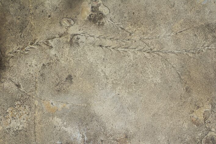 13.9" Palmichnium (Fossil Arthropod Trackway) Plate - Oklahoma (#197462 ...