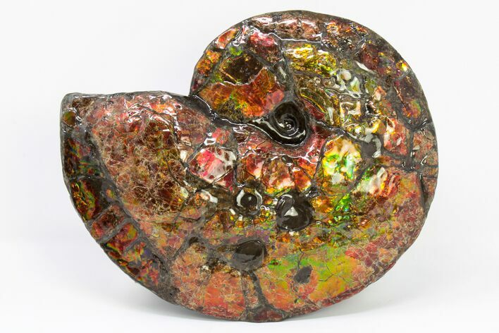 10.1" Spectacular Ammonite (Ammolite) With Mosasaur Bite Marks ...