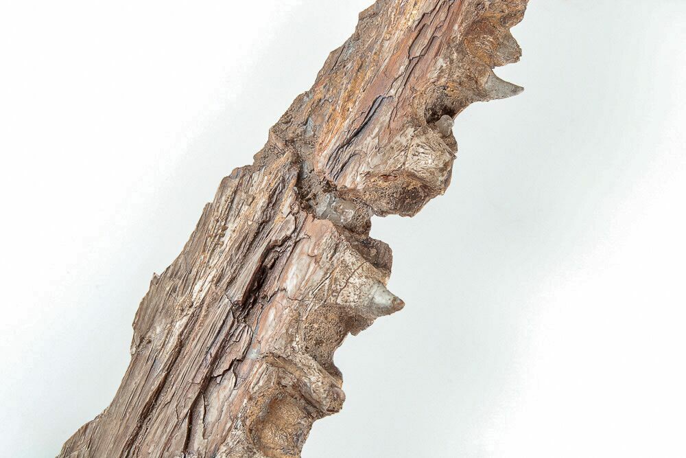 5" Fossil Fish (Cimolichthys) Jaw Section - Kansas (#197639) For Sale ...