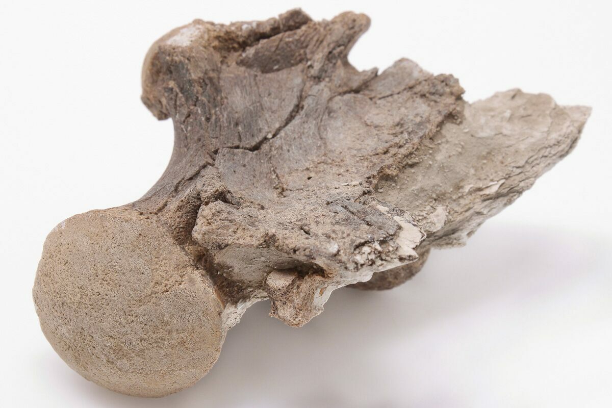 1.75" Fossil Mosasaur (Clidastes) Vertebra - Kansas (#197962) For Sale ...
