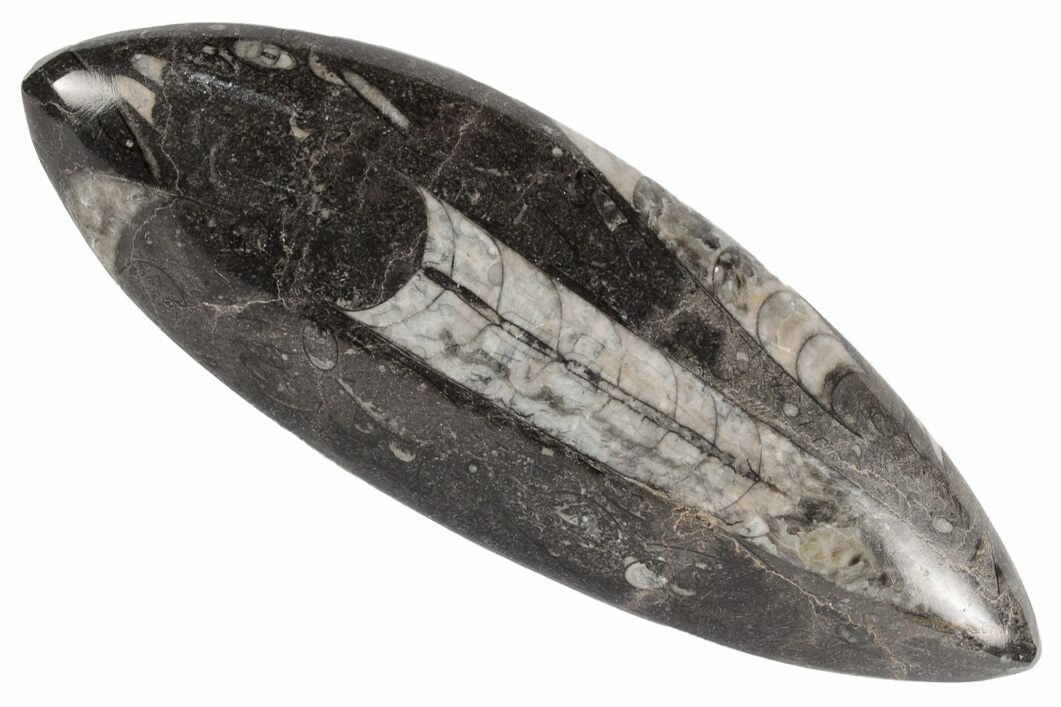 6.35" Polished Fossil Orthoceras (Cephalopod) - Morocco (#182058) For Sale - FossilEra.com