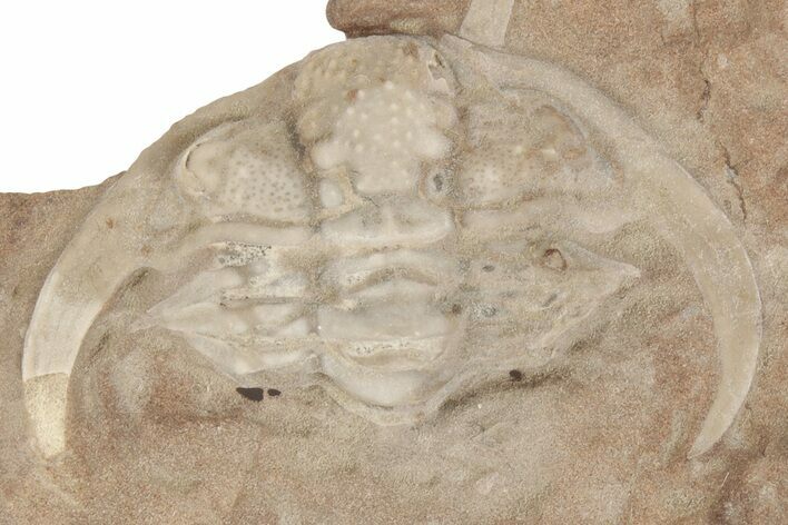 Rare, Enrolled Ceraurus Trilobite - Missouri (#198739) For Sale ...