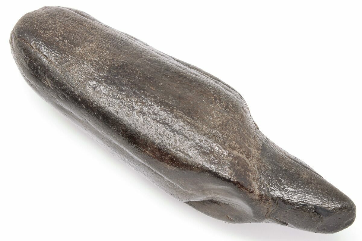 3.45" Fossil Sperm Whale (Scaldicetus) Tooth - South Carolina (#198794 ...