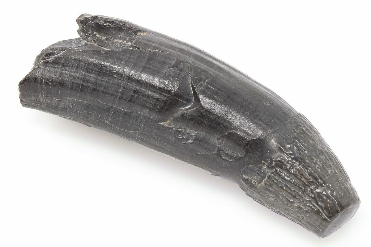 2.2" Fossil Sperm Whale (Scaldicetus) Tooth - South Carolina (#198802 ...