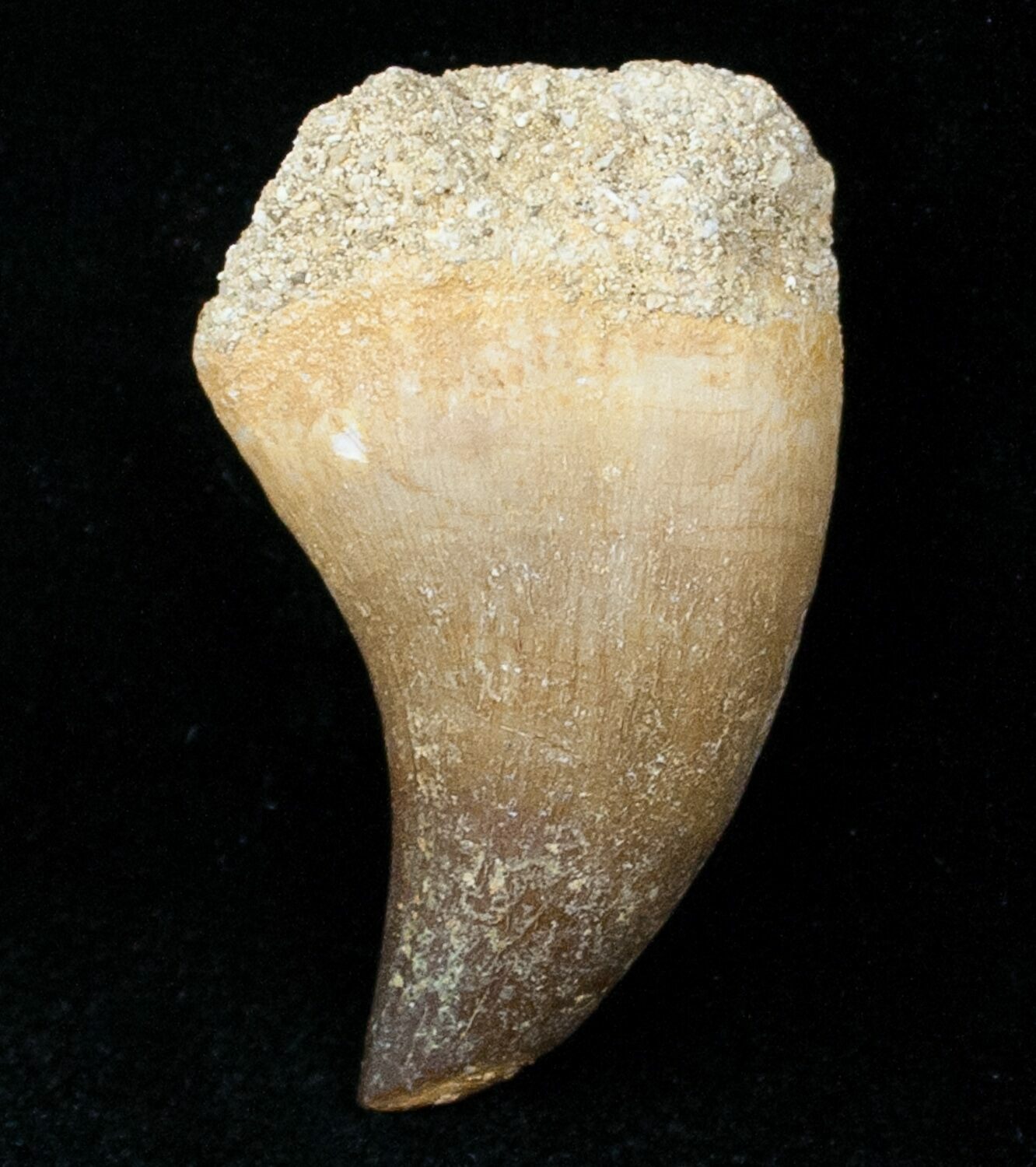 1.2" Mosasaur (Halisaurus Arambourgi) Tooth (#12447) For Sale ...