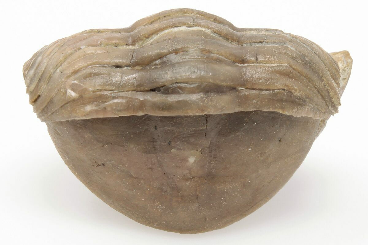 1.6" Enrolled Asaphus Kowalewskii Trilobite With Stalk Eyes (#200399 ...