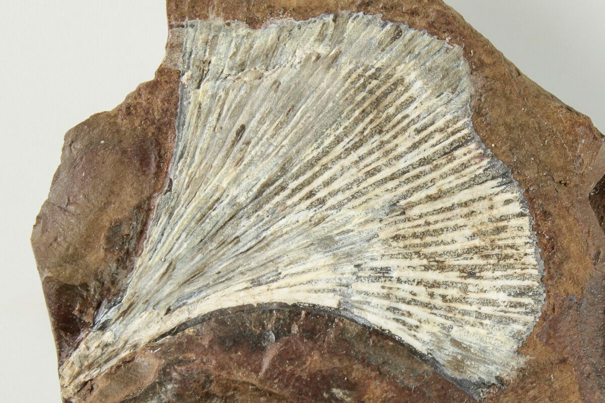 1.6" Fossil Ginkgo Leaf From North Dakota - Paleocene (#201203) For ...