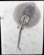 Exceptional 14" Heliobatis Stingray Fossil - Wyoming (#12659) For Sale ...