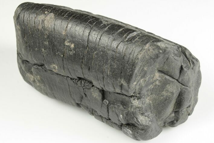 3.7" Giant Ground Sloth (Eremotherium?) Tooth - South Carolina (#202009 ...