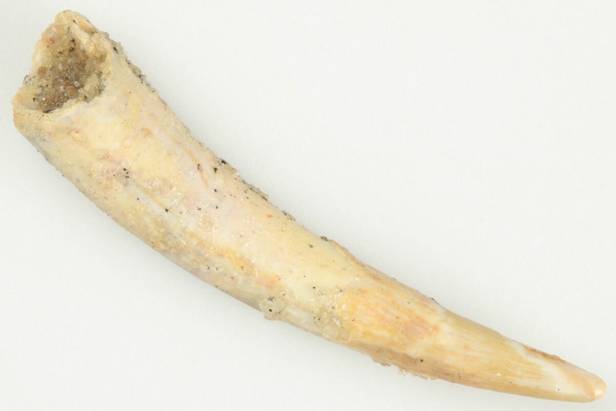 .98" Fossil Pterosaur (Siroccopteryx) Tooth - Morocco (#201977) For ...