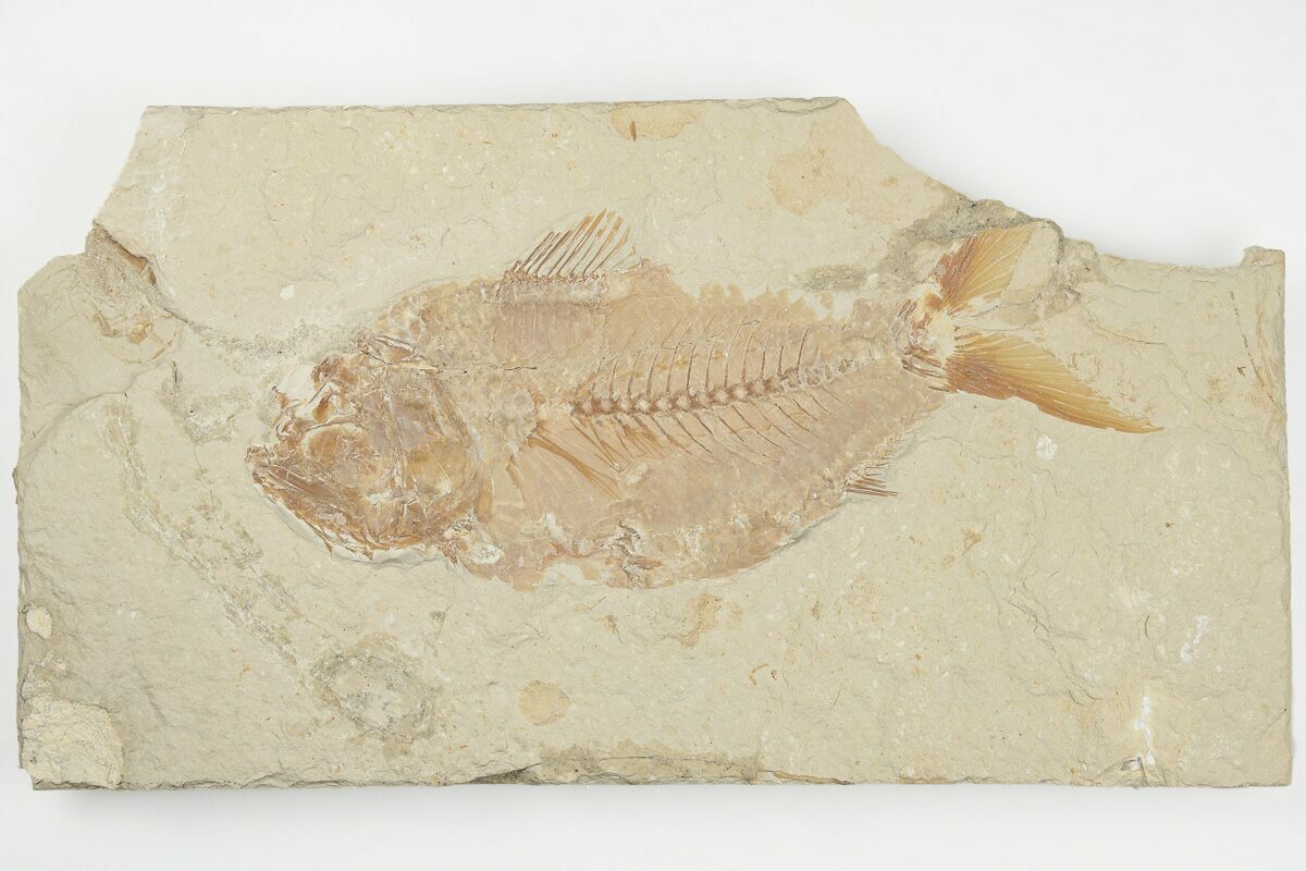 6" Cretaceous Fossil Fish (Nematonotus) - Hjoula, Lebanon (#202116) For ...